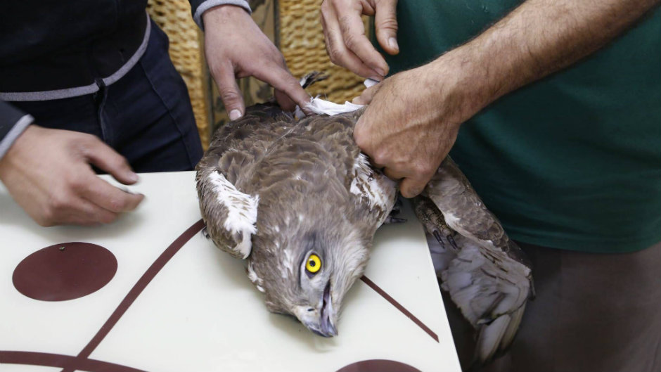 دوز - شاب من نابلس يسلم طائر عقاب لسلطة البيئة