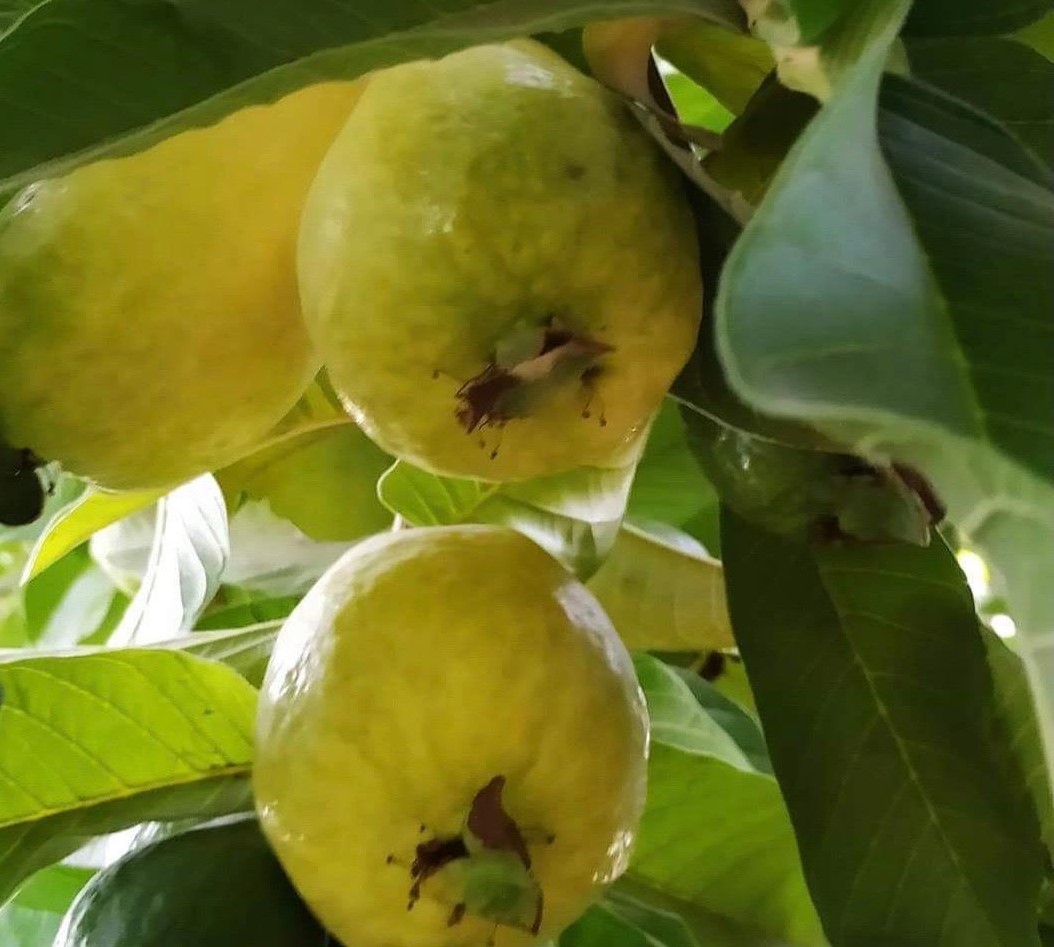 دوز - كيف تدعم الجوافة اقتصاد قلقيلية؟